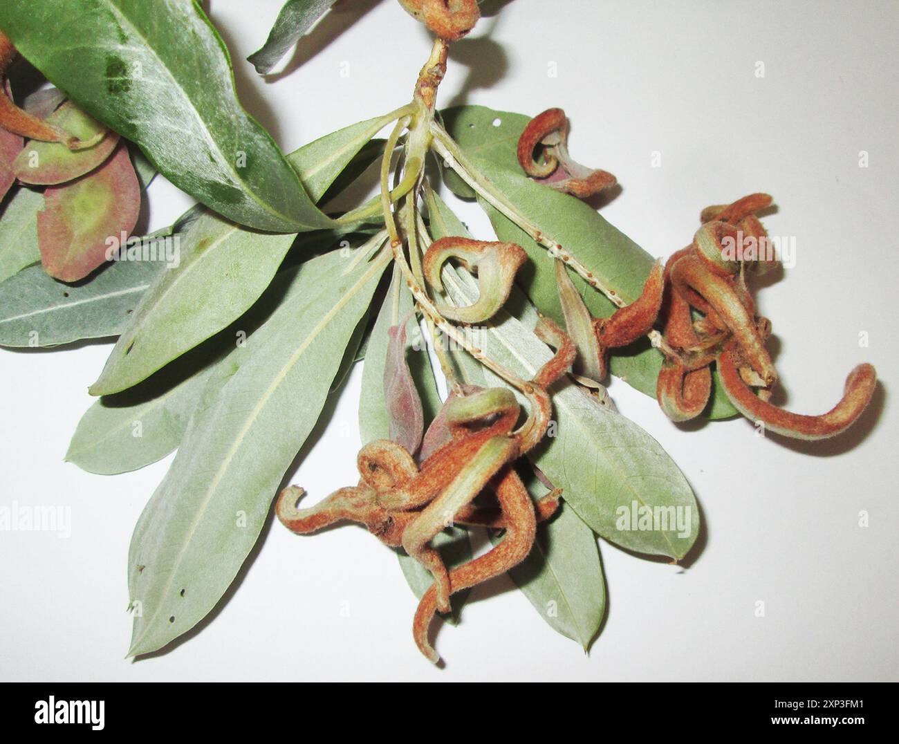 silver terminalia (Terminalia sericea) Plantae Stock Photo - Alamy