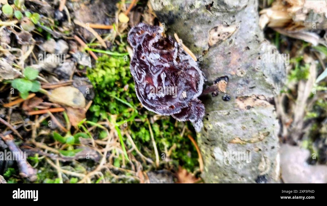 Exidia crenata hi-res stock photography and images - Alamy