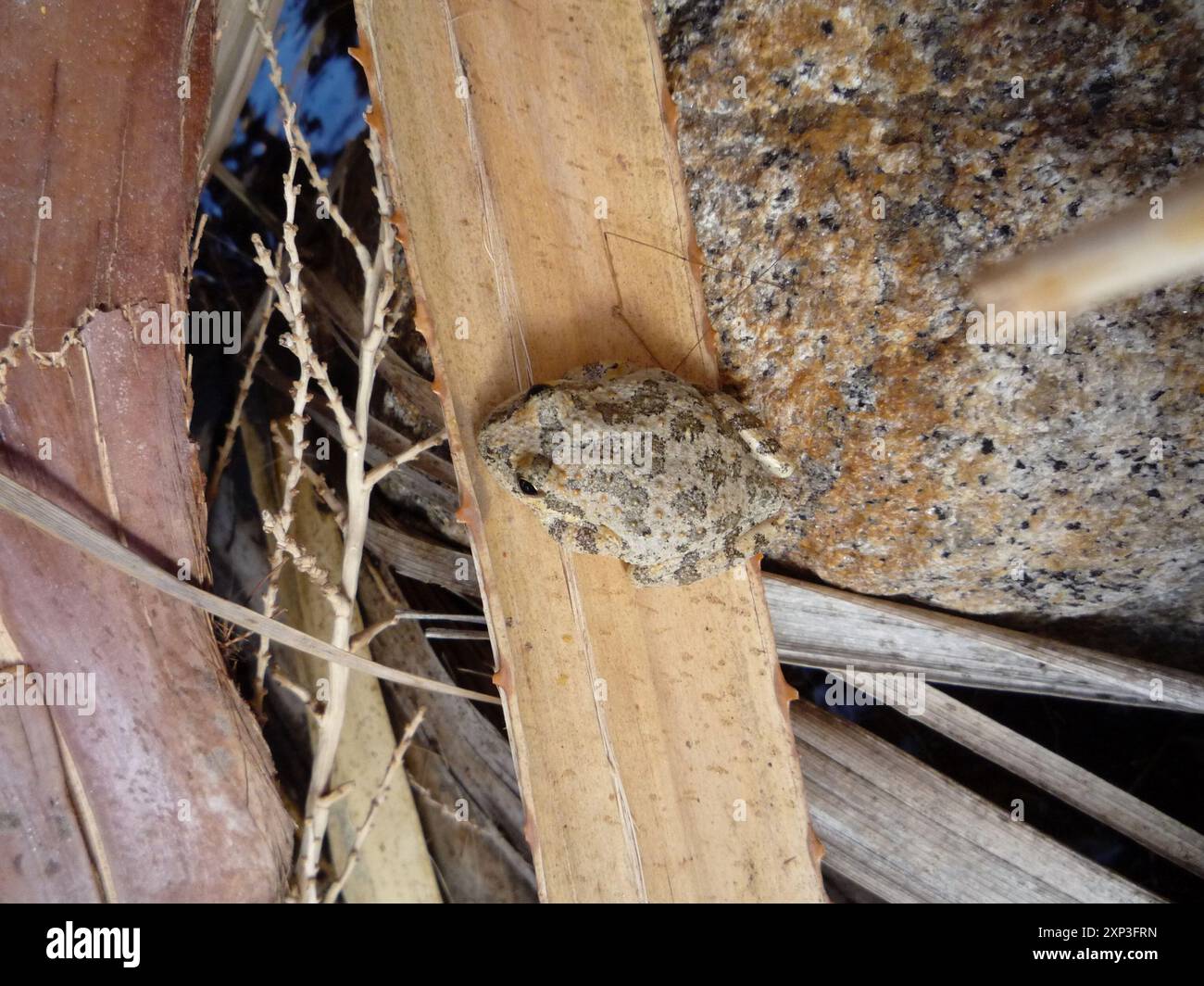 California Tree Frog (Pseudacris cadaverina) Amphibia Stock Photo - Alamy