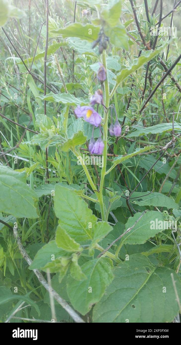 purple nightshade (Solanum xanti) Plantae Stock Photo - Alamy