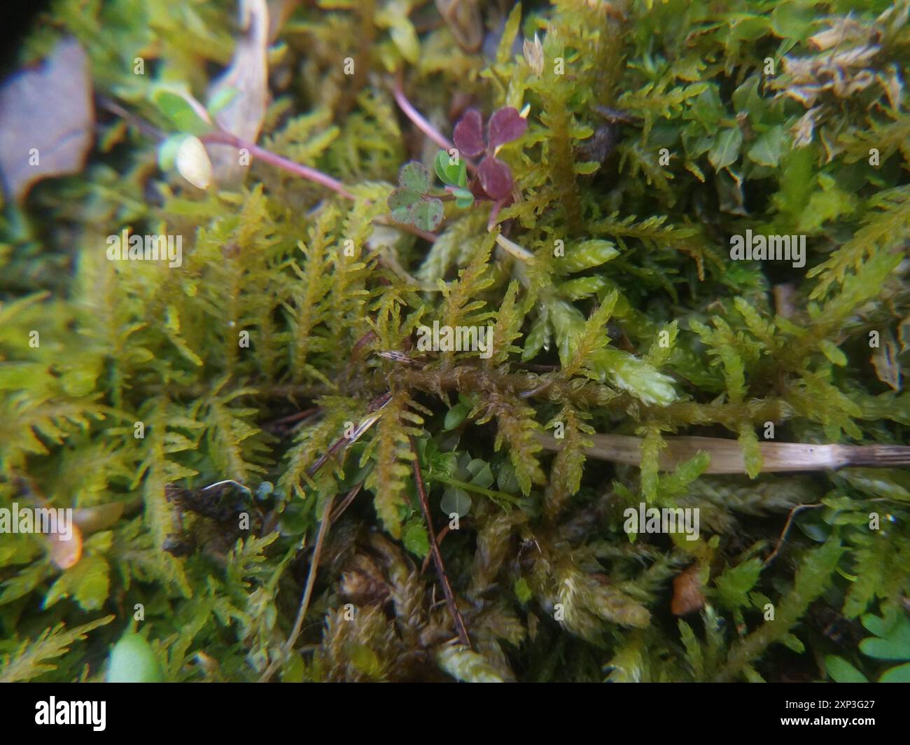 delicate fern moss (Thuidium delicatulum) Plantae Stock Photo - Alamy