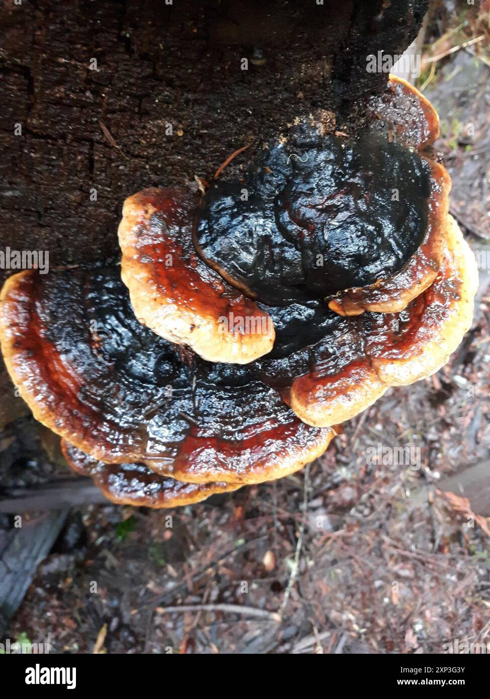 Northern red belt fungi hi-res stock photography and images - Alamy