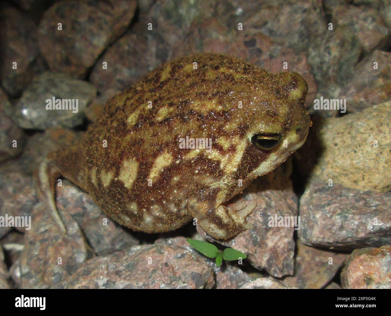Common Rain Frog (Breviceps adspersus) Amphibia Stock Photo - Alamy