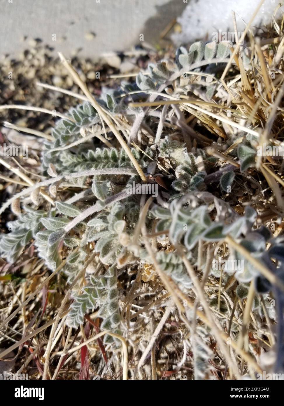 Woolly Locoweed (Astragalus mollissimus) Plantae Stock Photo - Alamy