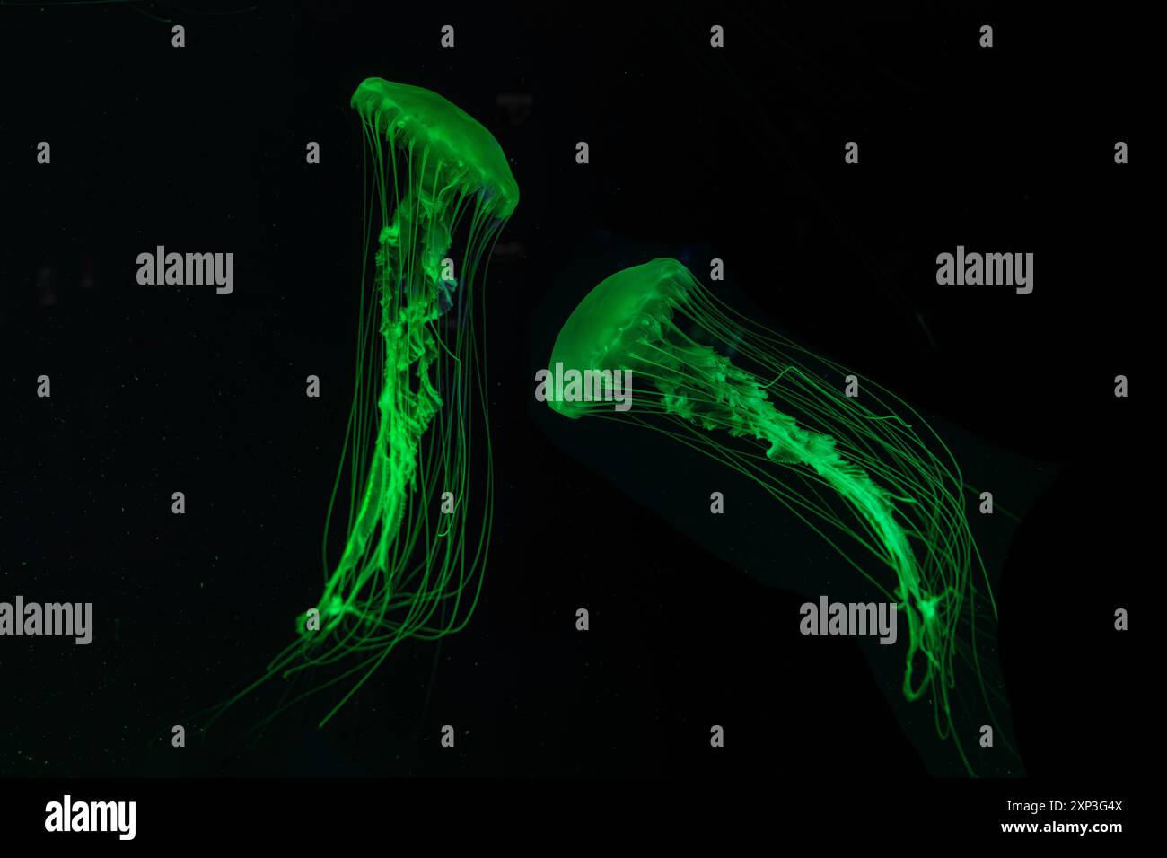 Two Atlantic sea nettle chrysaora quinquecirrha jellyfish swim ...