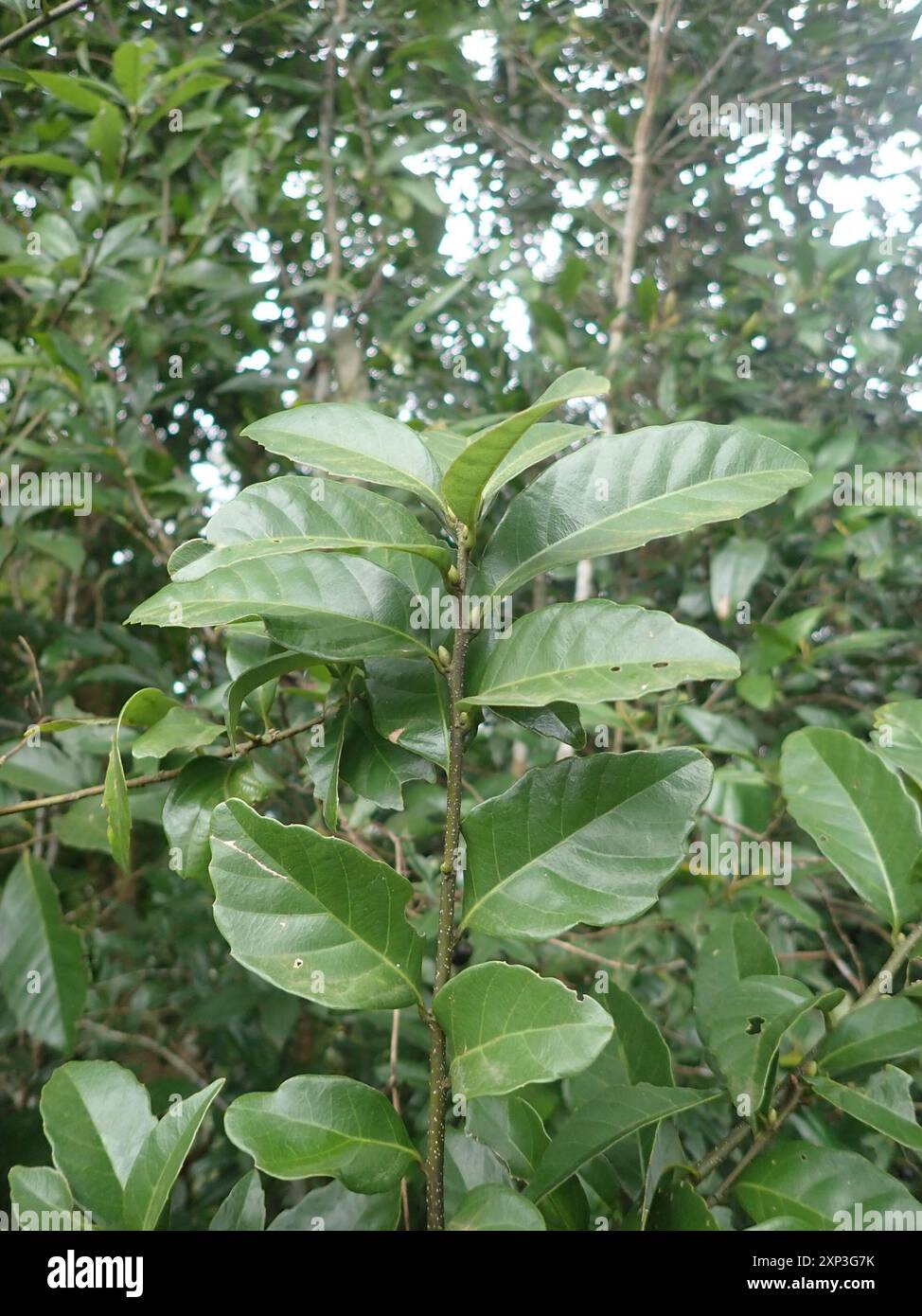 ring-cupped oak (Quercus glauca) Plantae Stock Photo - Alamy