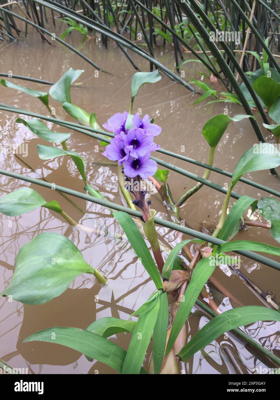 anchored water hyacinth (Pontederia azurea) Plantae Stock Photo - Alamy