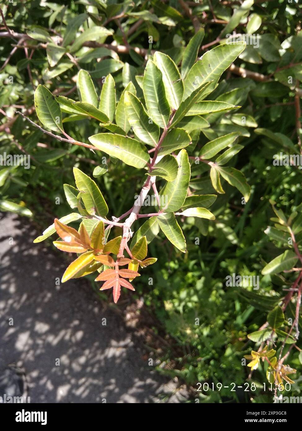 Mount Atlas mastic tree (Pistacia atlantica) Plantae Stock Photo - Alamy