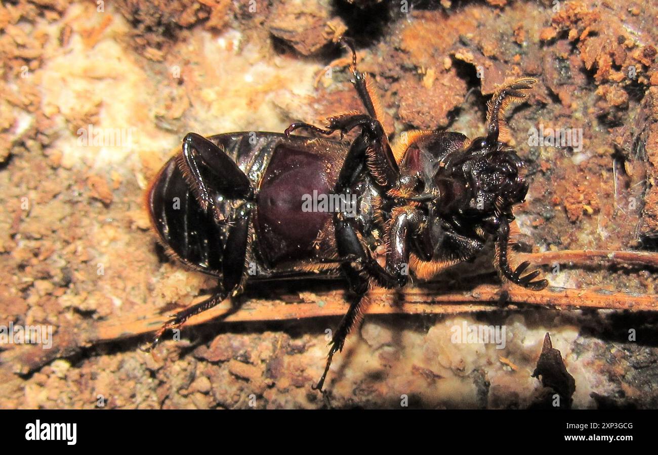 Bess Beetles (Passalidae) Insecta Stock Photo - Alamy
