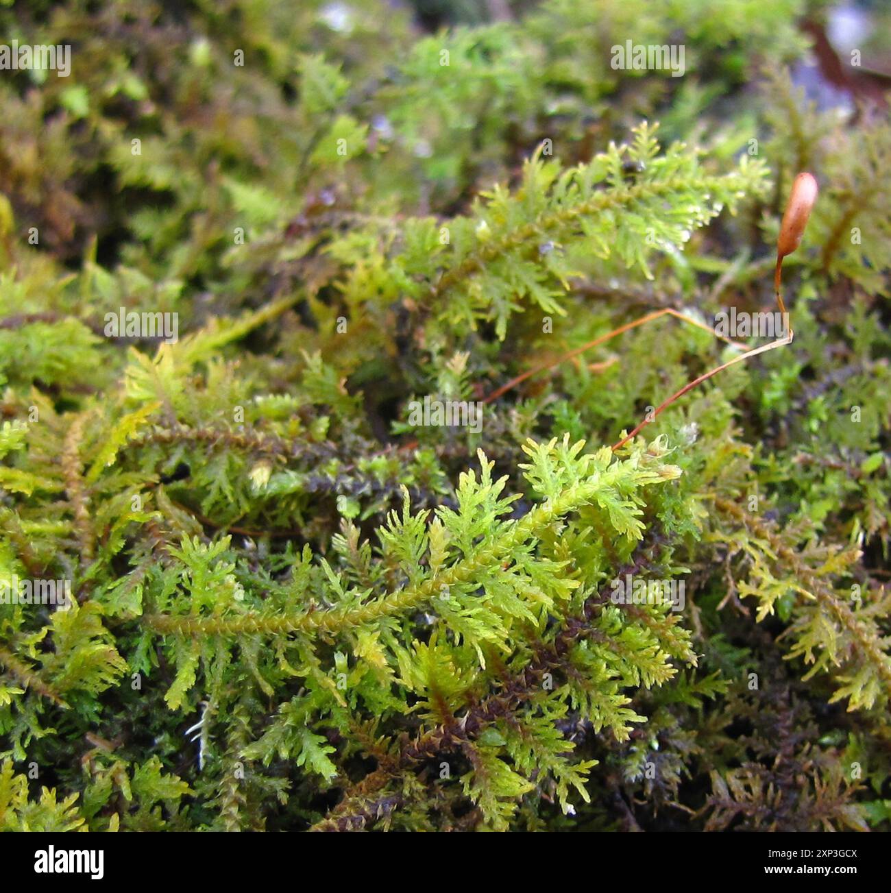 delicate fern moss (Thuidium delicatulum) Plantae Stock Photo - Alamy