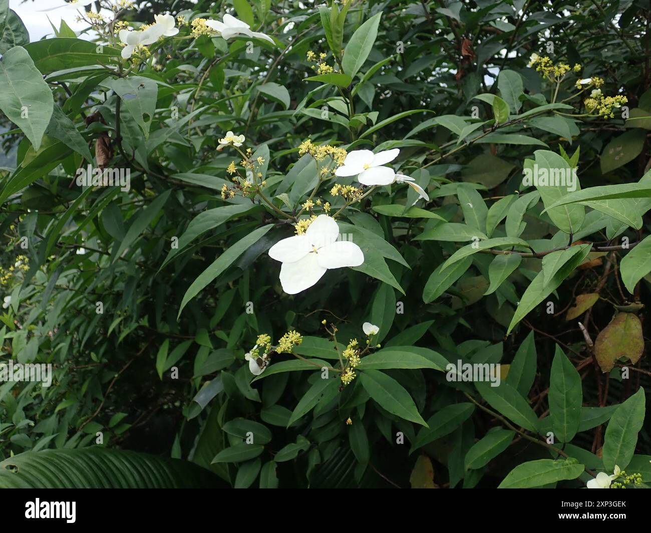 Chinese Hydrangea (Hydrangea chinensis) Plantae Stock Photo - Alamy