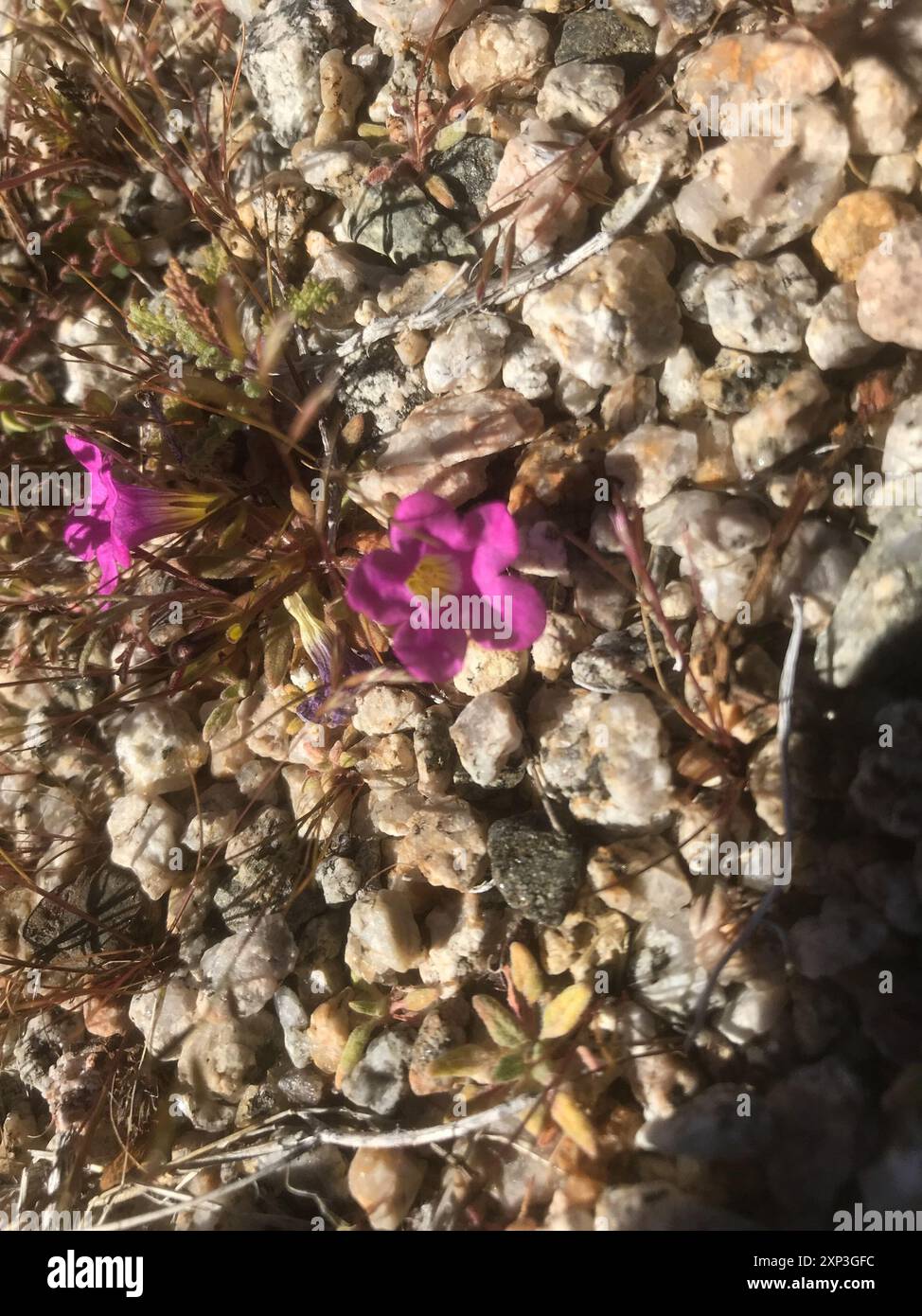 purple mat (Nama demissa) Plantae Stock Photo - Alamy