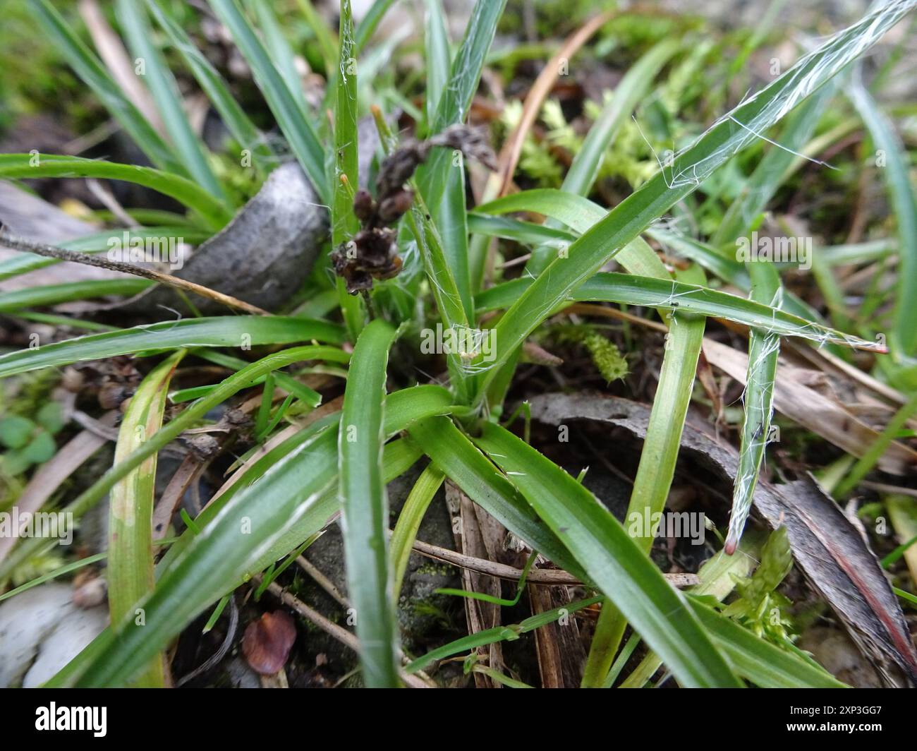 Field woodrush (Luzula campestris) Plantae Stock Photo - Alamy