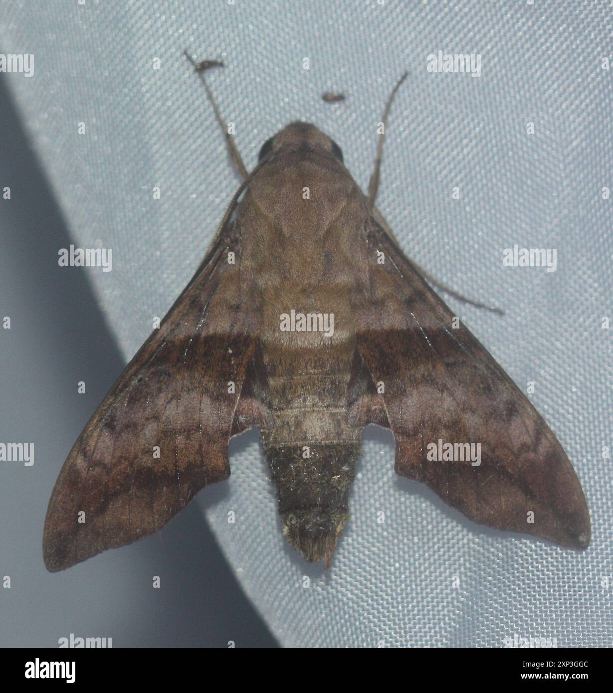 Half blind hi-res stock photography and images - Alamy