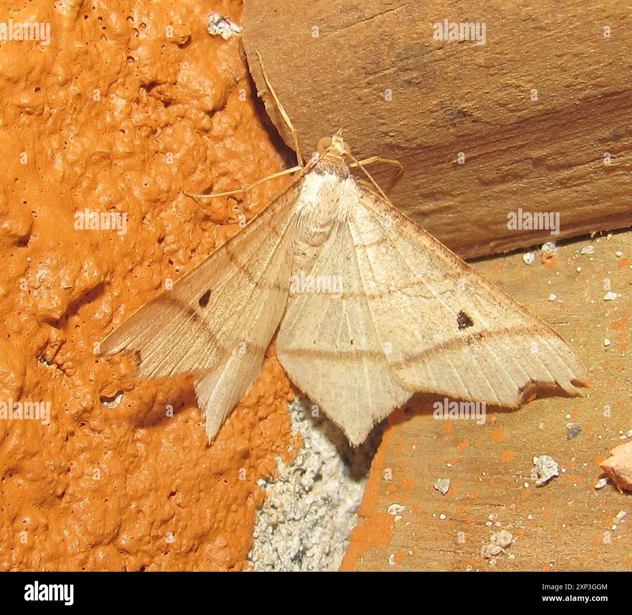 Angle Moths and Allies (Macariini) Insecta Stock Photo - Alamy