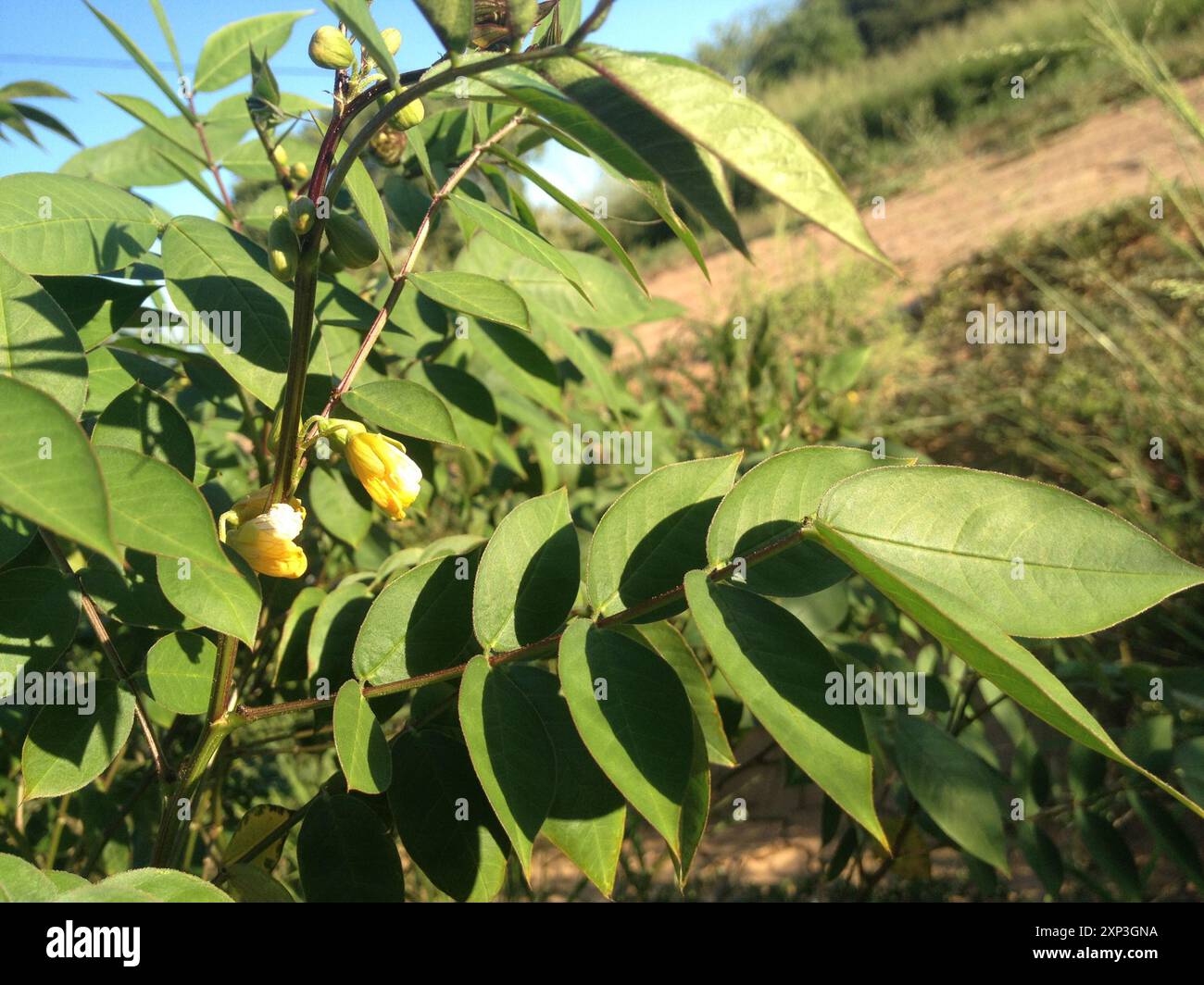Coffee Senna (Senna occidentalis) Plantae Stock Photo - Alamy
