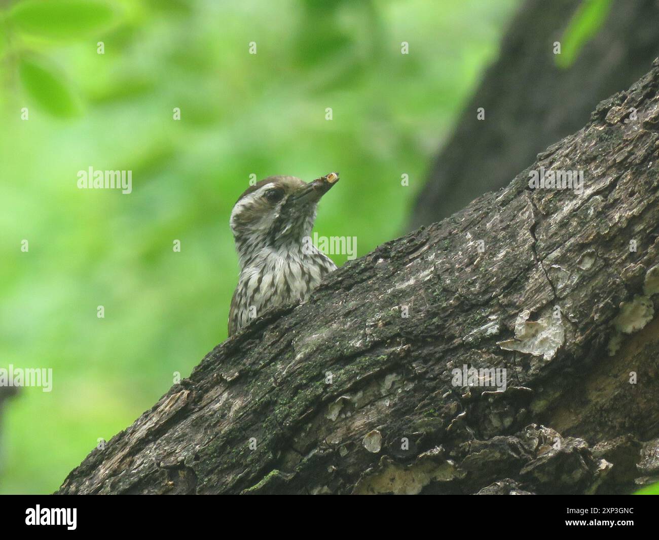 Checkered Woodpecker (Dryobates mixtus) Aves Stock Photo - Alamy