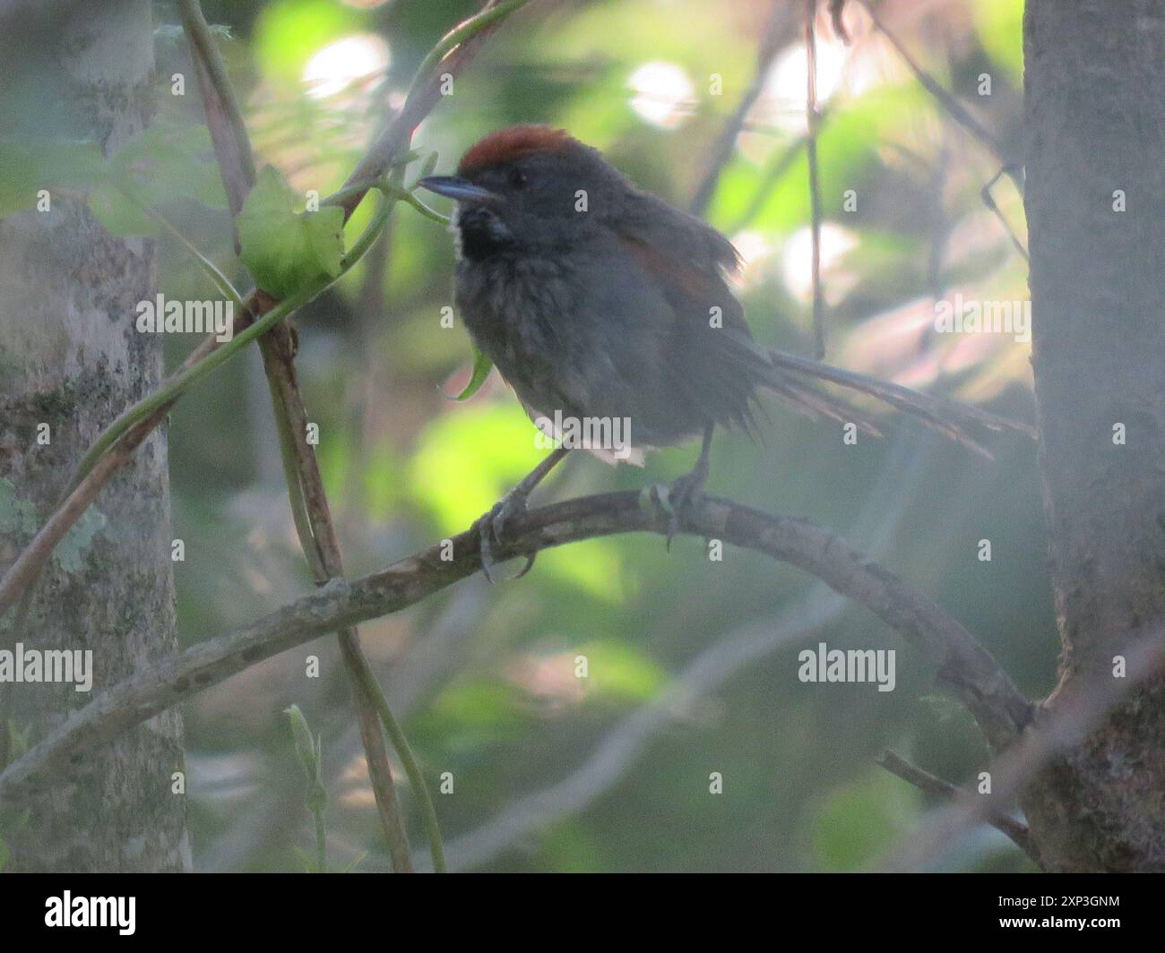 Spixs spinetail hi-res stock photography and images - Alamy