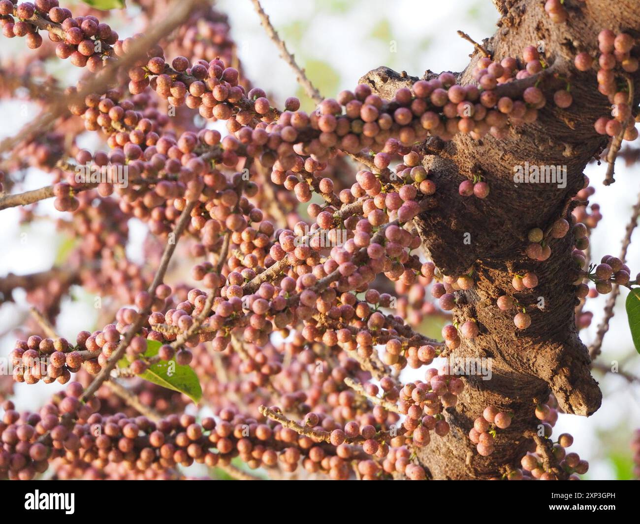 Japanese Superb Fig (Ficus subpisocarpa) Plantae Stock Photo - Alamy