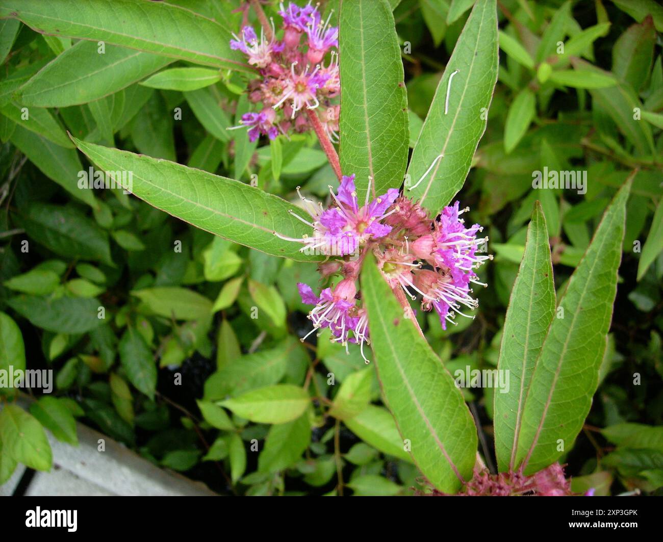 swamp loosestrife (Decodon verticillatus) Plantae Stock Photo - Alamy