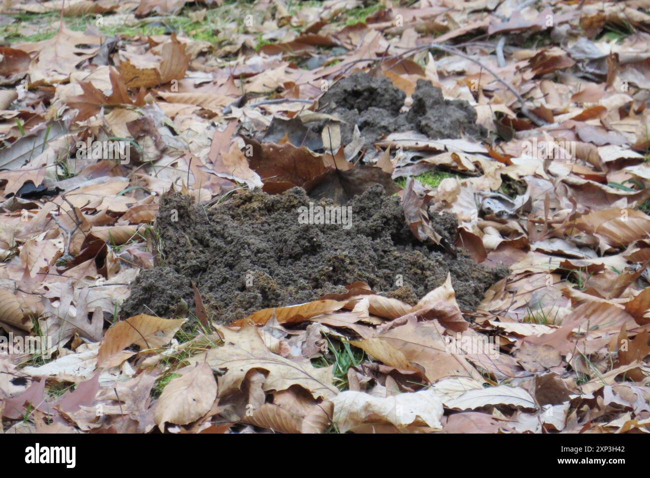 Eastern Mole (Scalopus aquaticus) Mammalia Stock Photo - Alamy