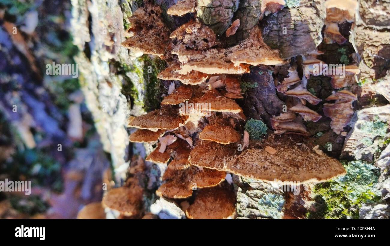 Hymenochaetaceae fungi hi-res stock photography and images - Alamy