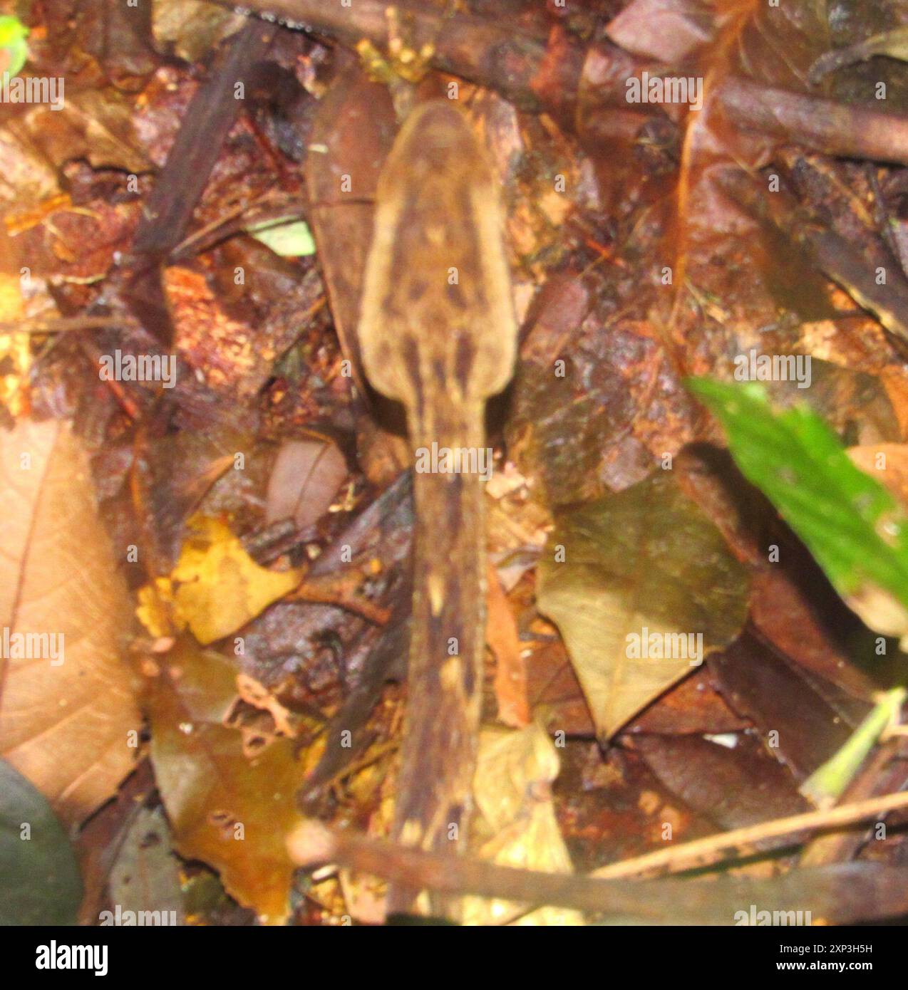 Yarará hi-res stock photography and images - Alamy