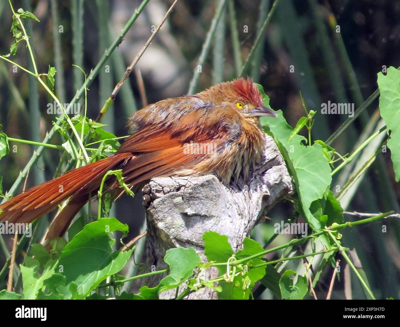 Greater Thornbird (Phacellodomus ruber) Aves Stock Photo - Alamy