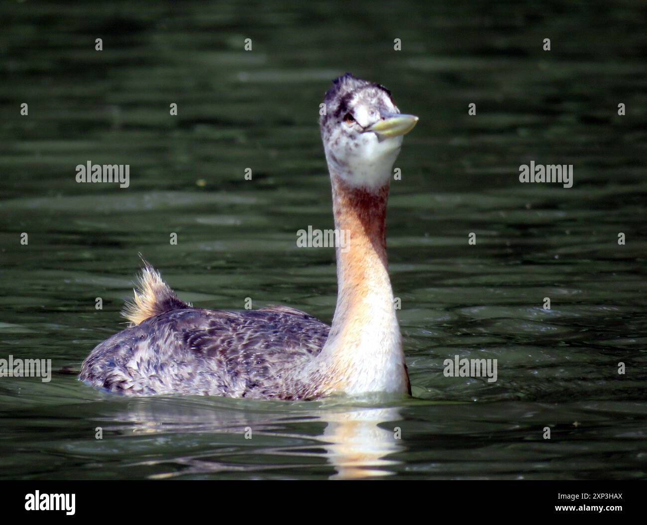 Great Grebe (Podiceps major) Aves Stock Photo - Alamy