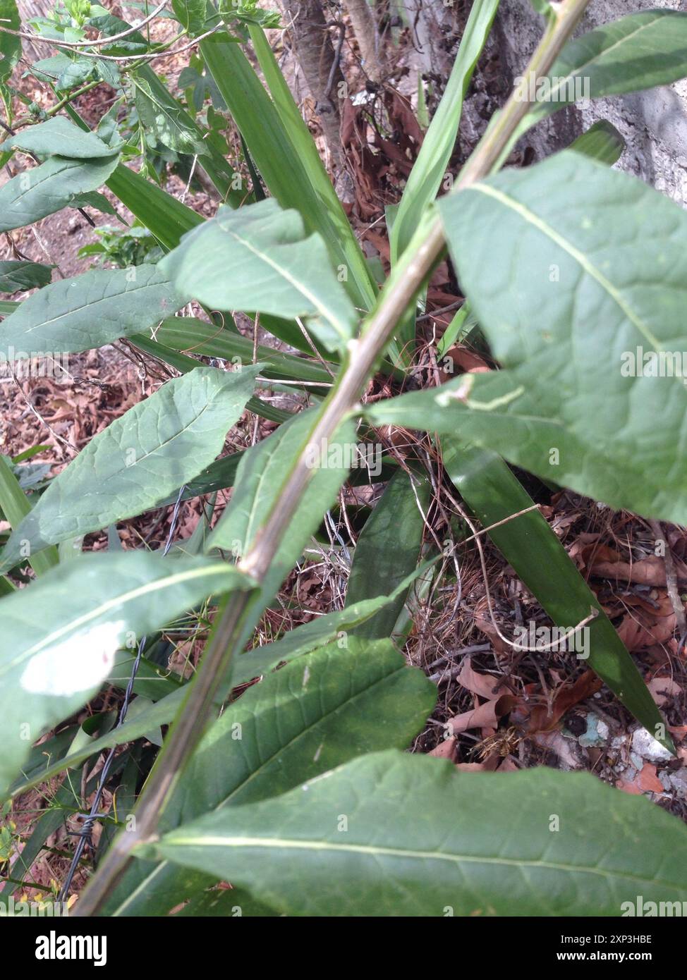 Mexican Trixis (Trixis inula) Plantae Stock Photo - Alamy