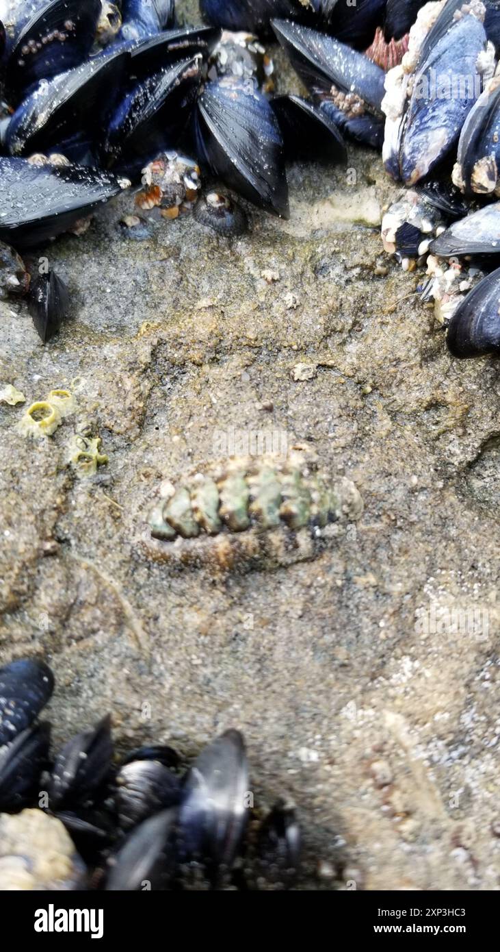 California Spiny Chiton (Nuttallina californica) Mollusca Stock Photo ...