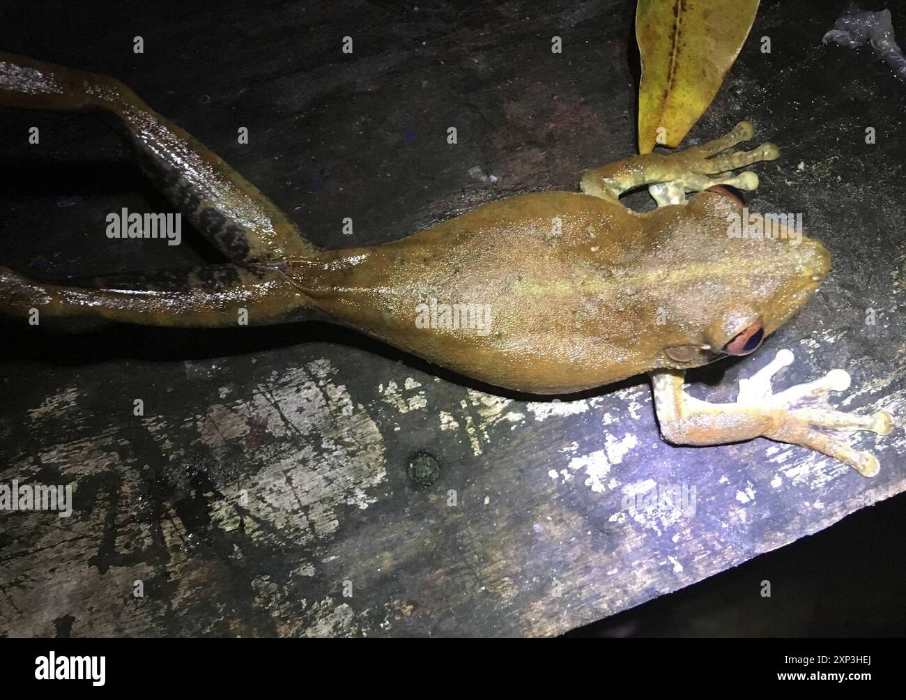 Upper Orinoco Tree Frog (Boana wavrini) Amphibia Stock Photo - Alamy