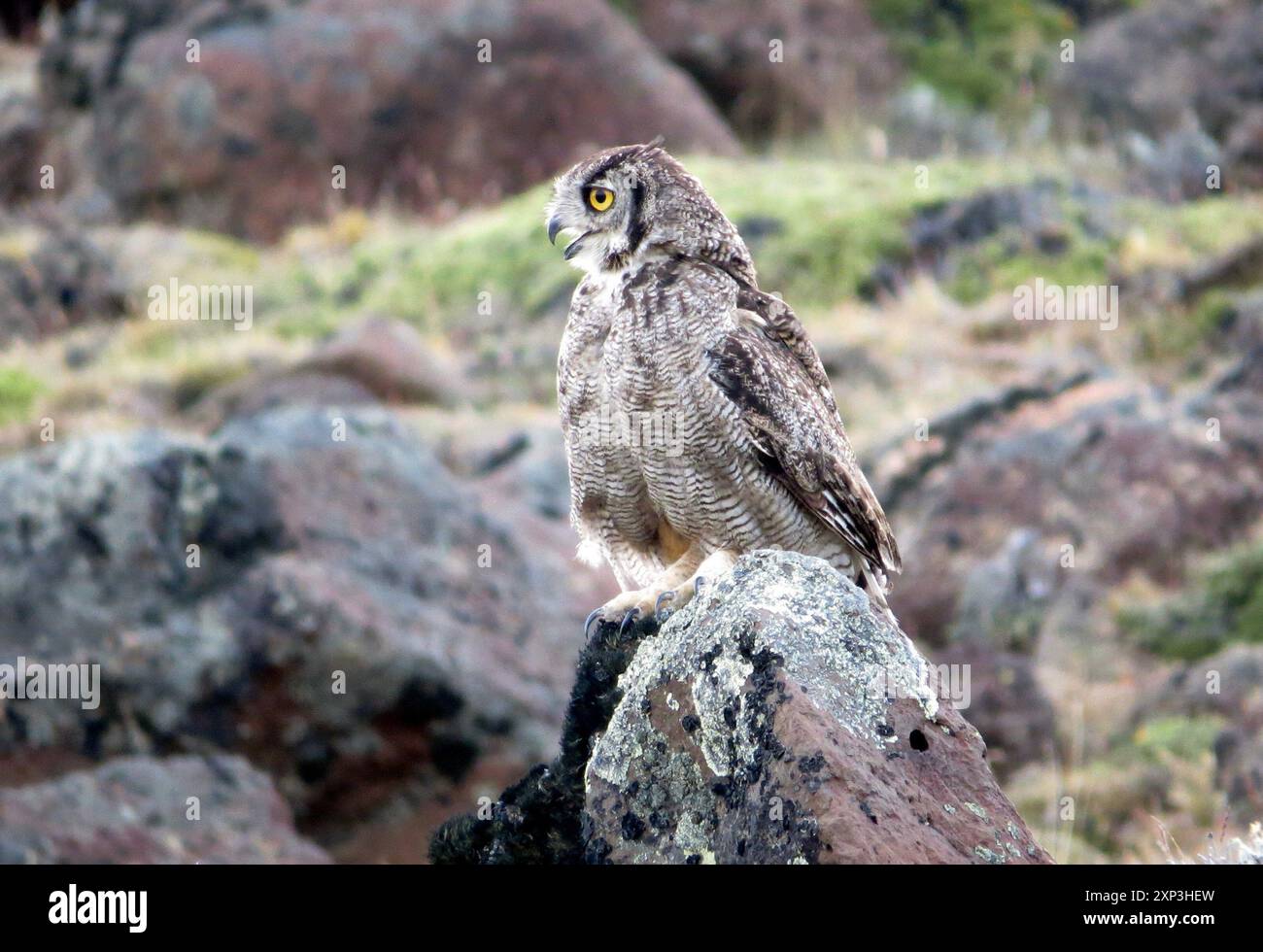Lesser Horned Owl (Bubo magellanicus) Aves Stock Photo - Alamy