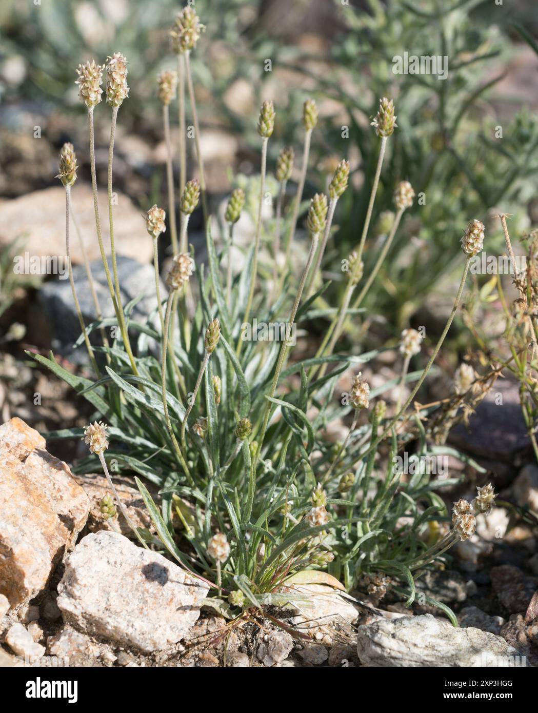 Desert Plantain (Plantago ovata) Plantae Stock Photo - Alamy