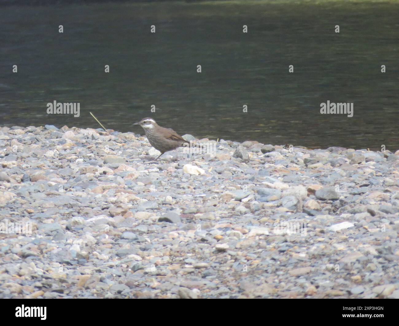 Buff-winged Cinclodes (Cinclodes fuscus) Aves Stock Photo - Alamy