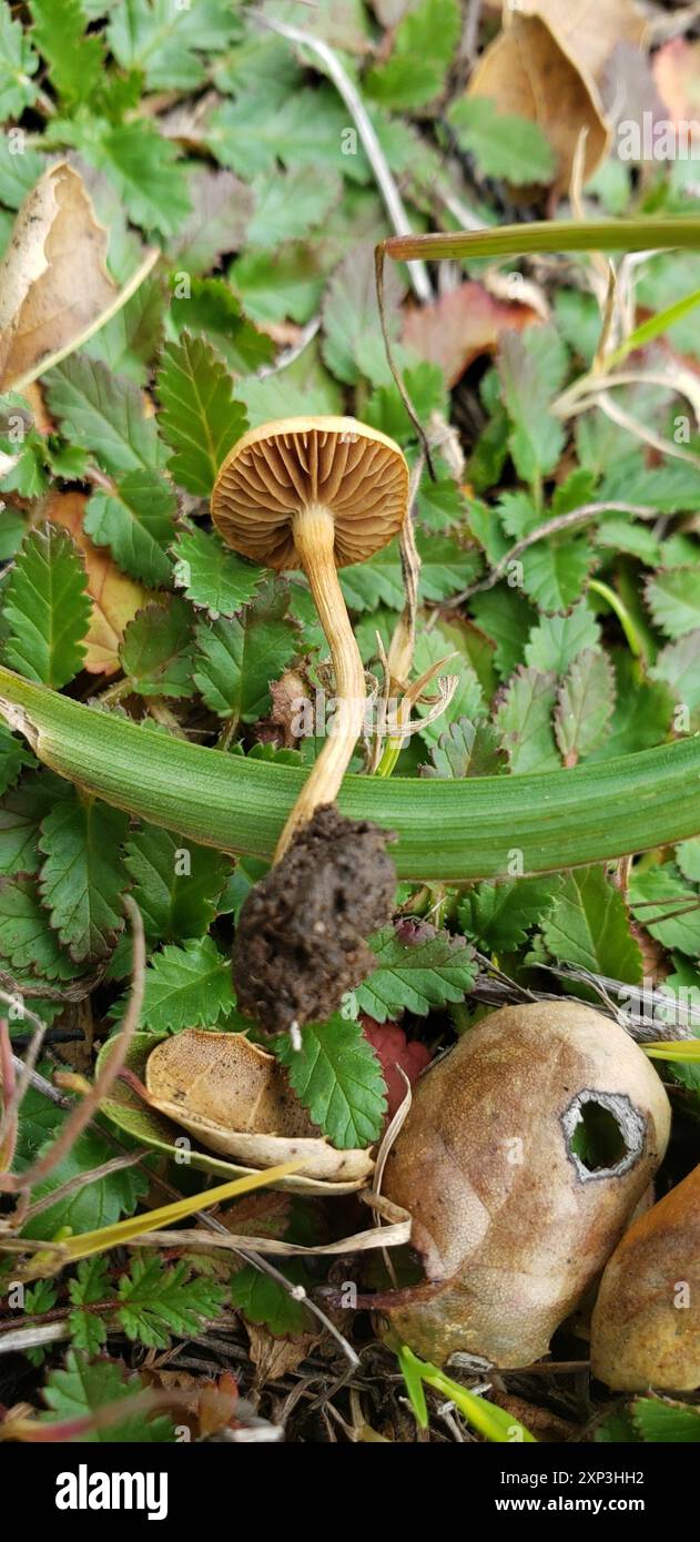 Common Fieldcap (Agrocybe pediades) Fungi Stock Photo - Alamy