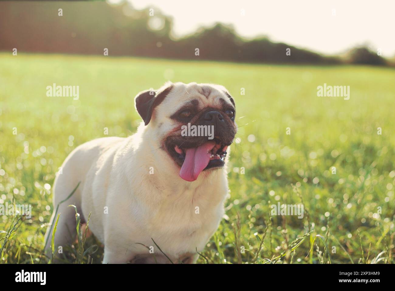 Close-up portrait of an adult, male, fawn, Pug dog, on a summer evening ...
