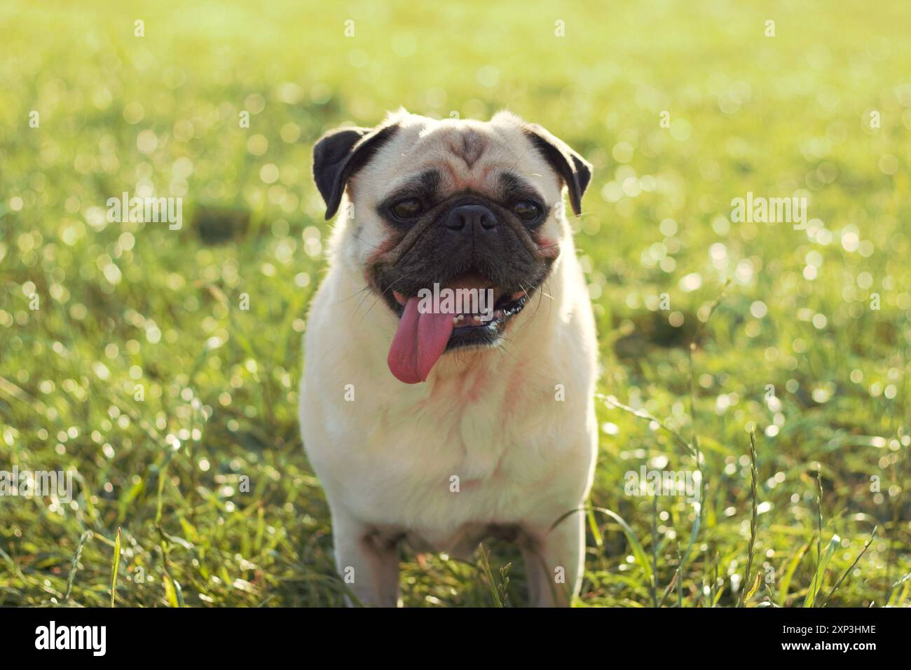 Close-up portrait of an adult, male, fawn, Pug dog, on a summer evening ...