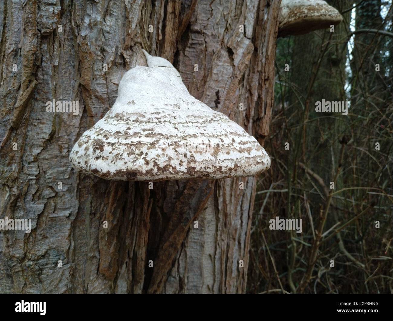 Hoof Fungus (Fomes fomentarius) Fungi Stock Photo - Alamy