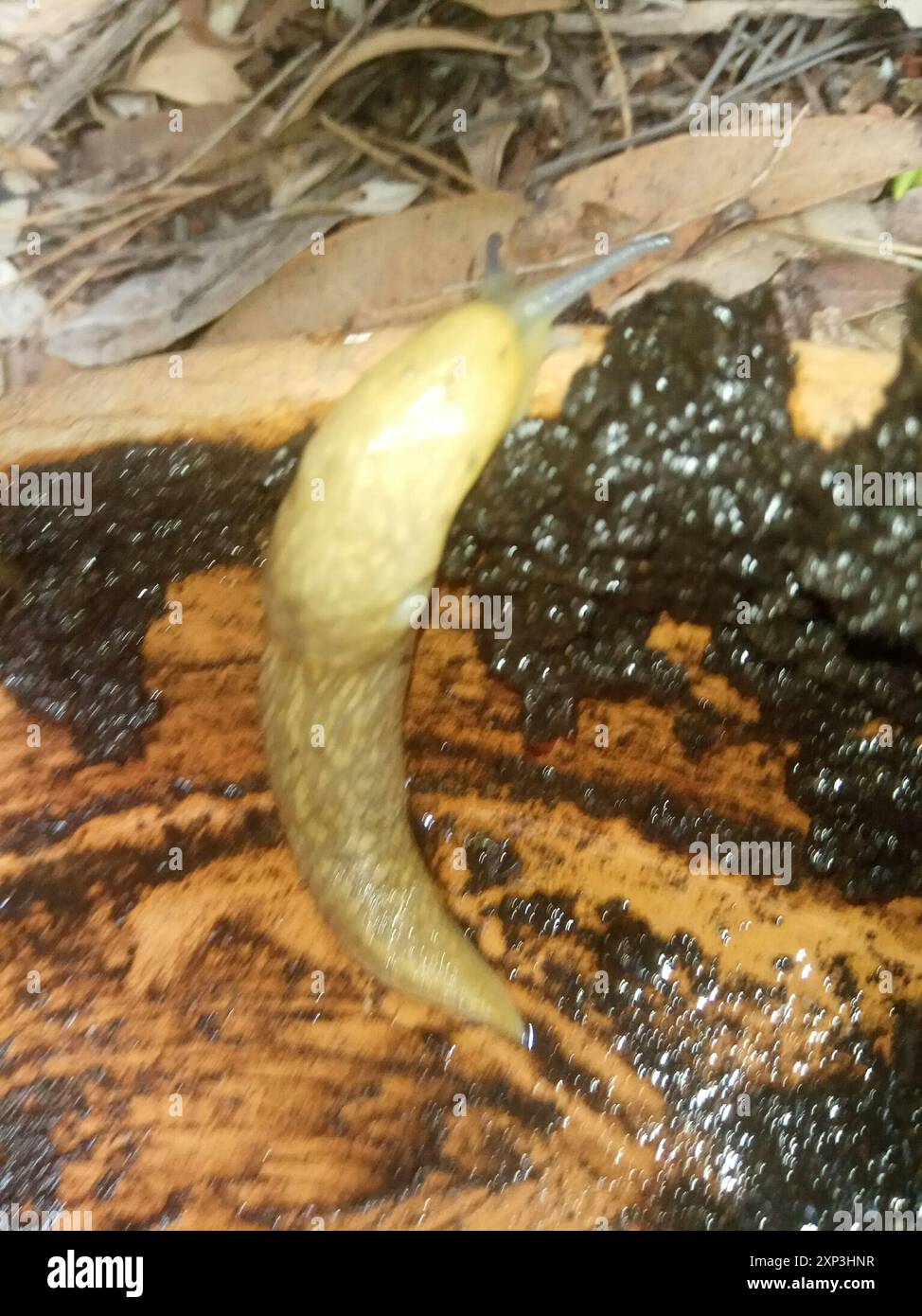 Yellow Cellar Slug (Limacus flavus) Mollusca Stock Photo - Alamy