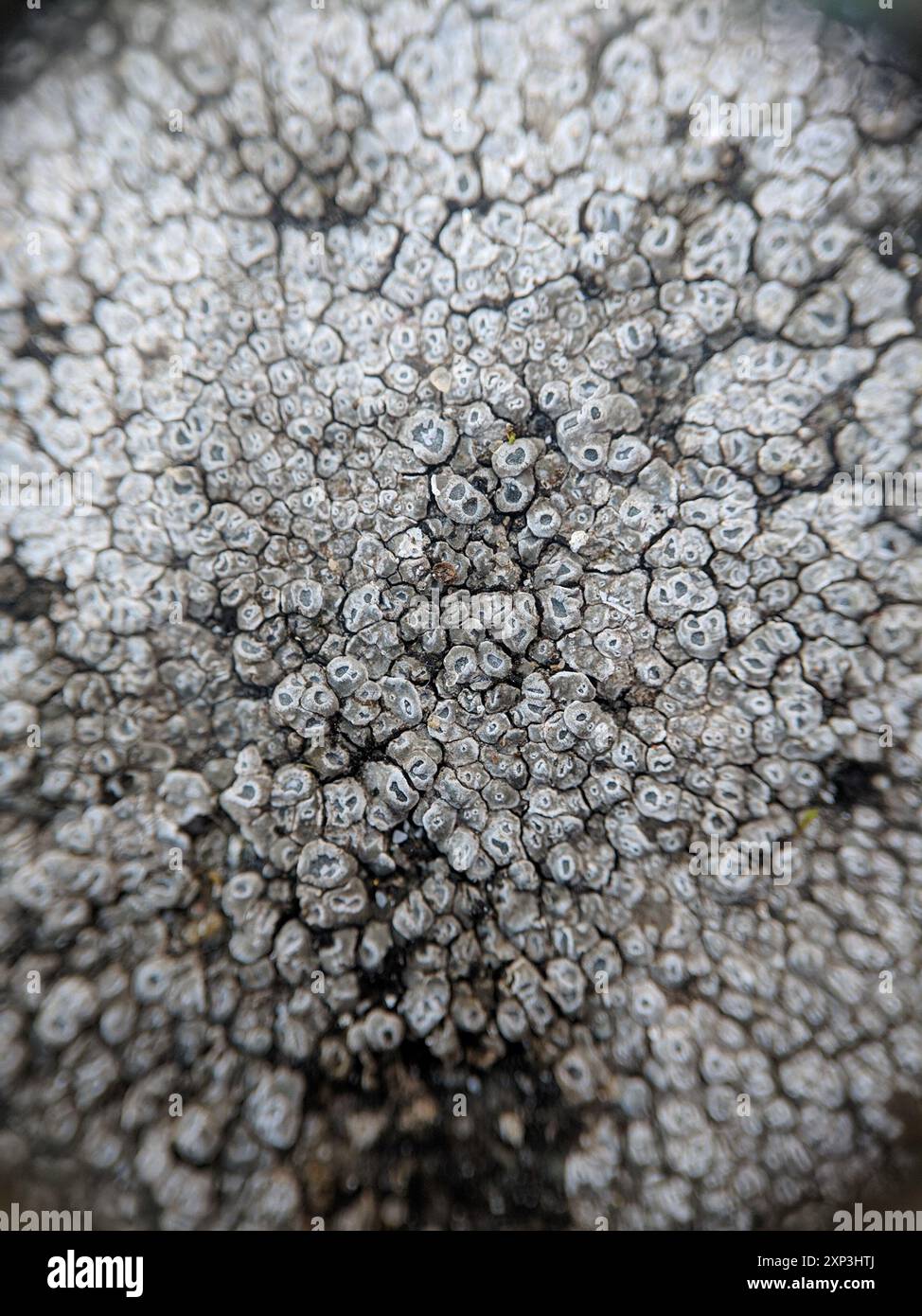 Chiseled Sunken Disk Lichen (Circinaria contorta) Fungi Stock Photo - Alamy