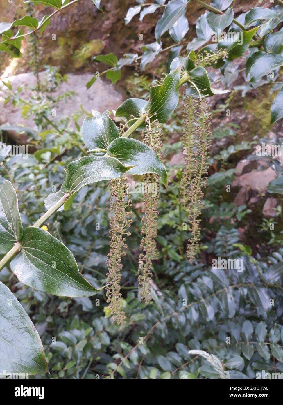 Tree Tutu (Coriaria arborea) Plantae Stock Photo - Alamy