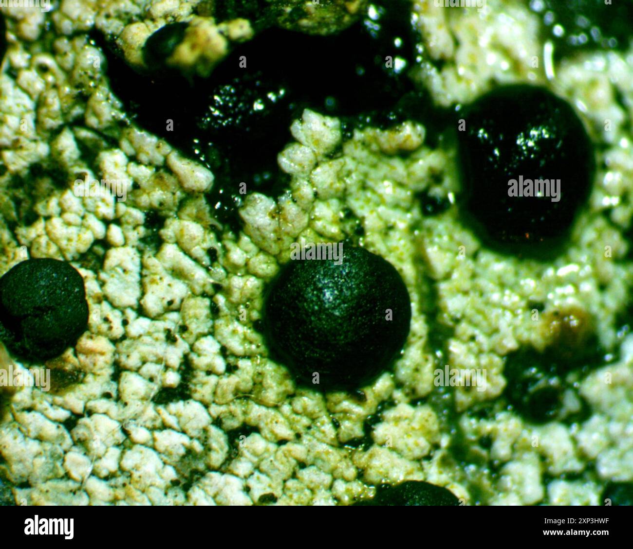 Common Button Lichen (Buellia erubescens) Fungi Stock Photo - Alamy