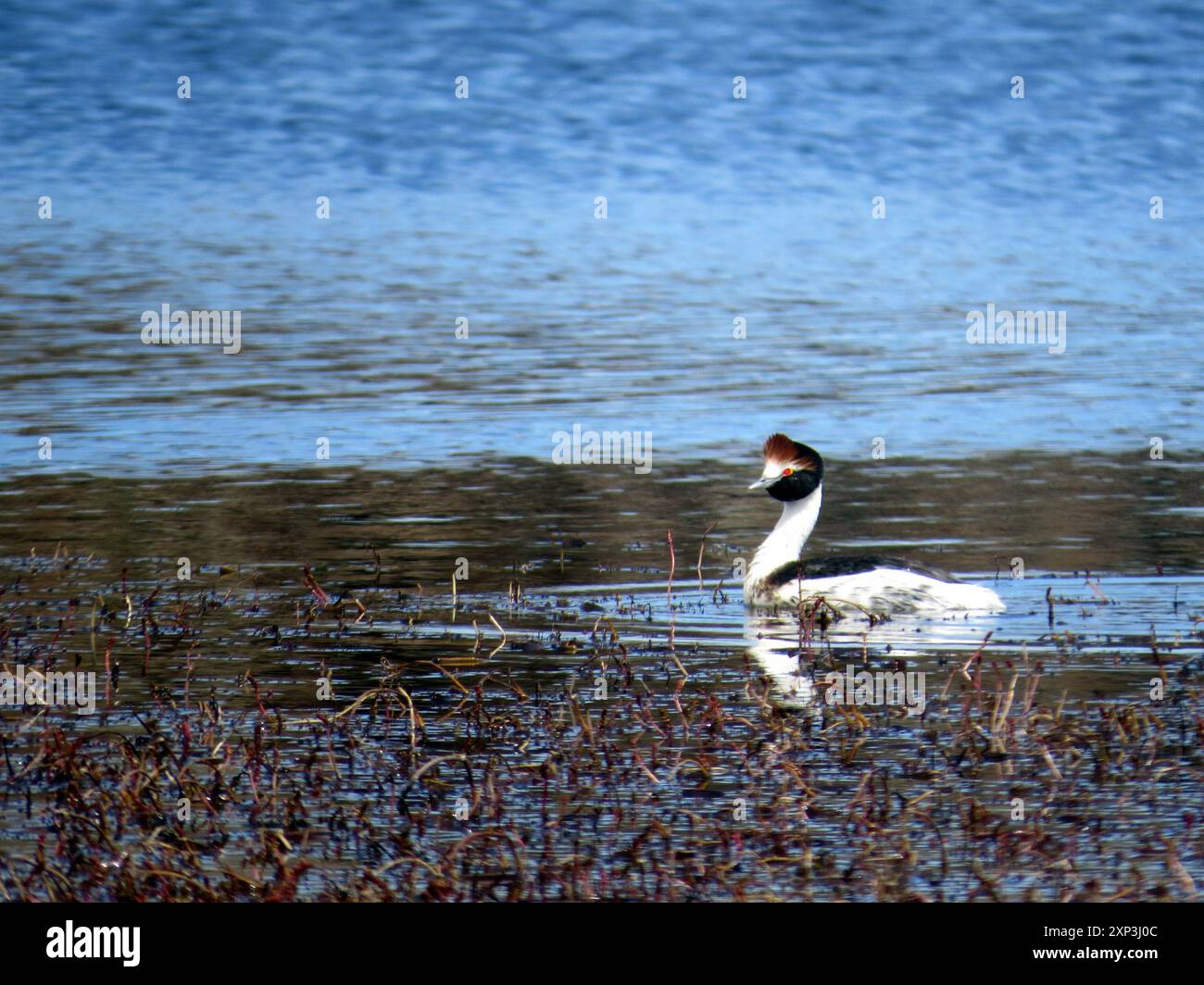 Hooded grebe hi-res stock photography and images - Alamy