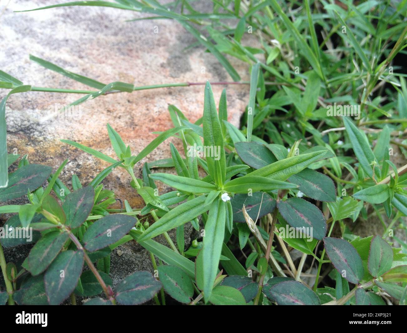 Old World Diamond Flower (Oldenlandia corymbosa) Plantae Stock Photo ...