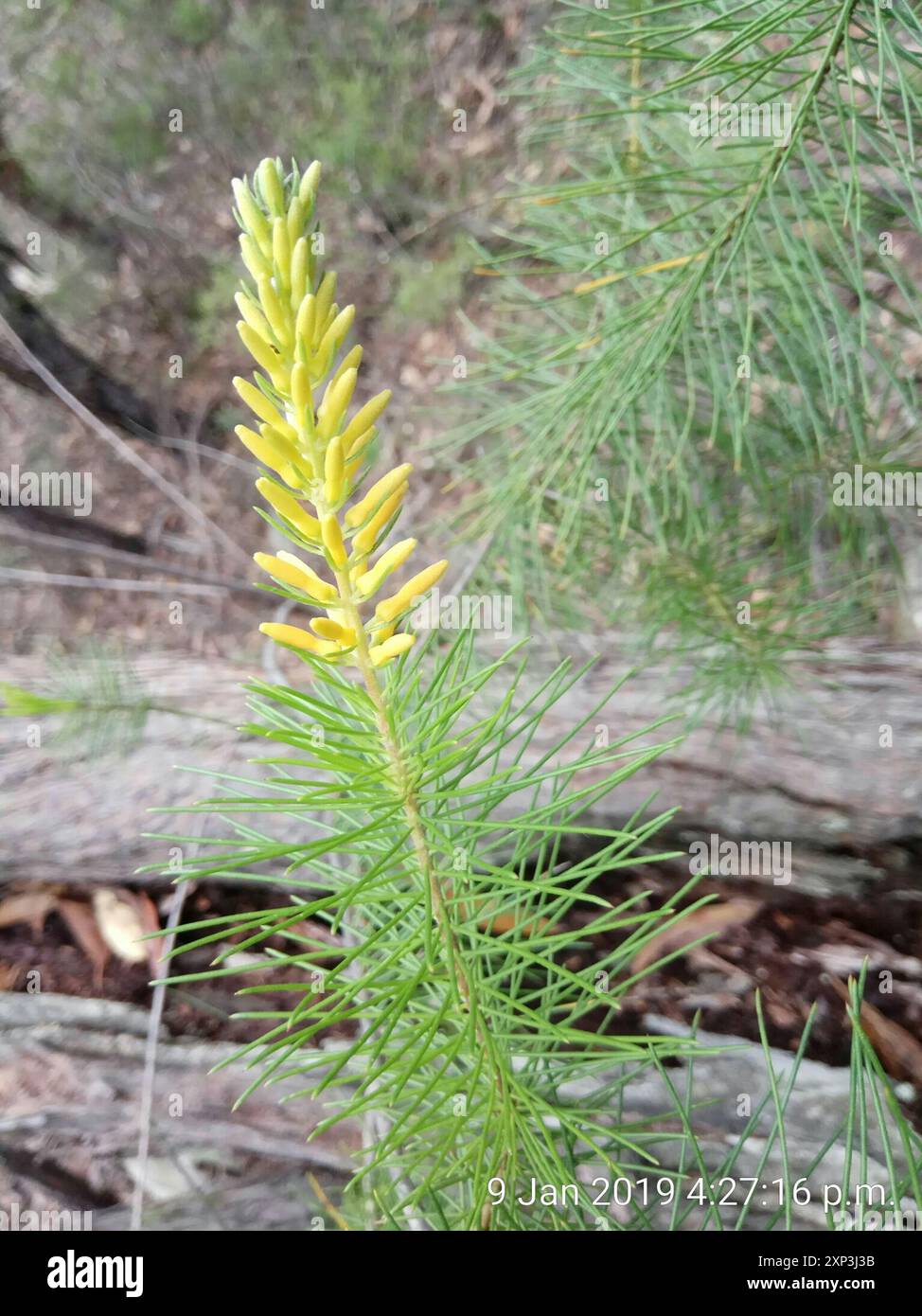 Pine leaf geebung hi-res stock photography and images - Alamy