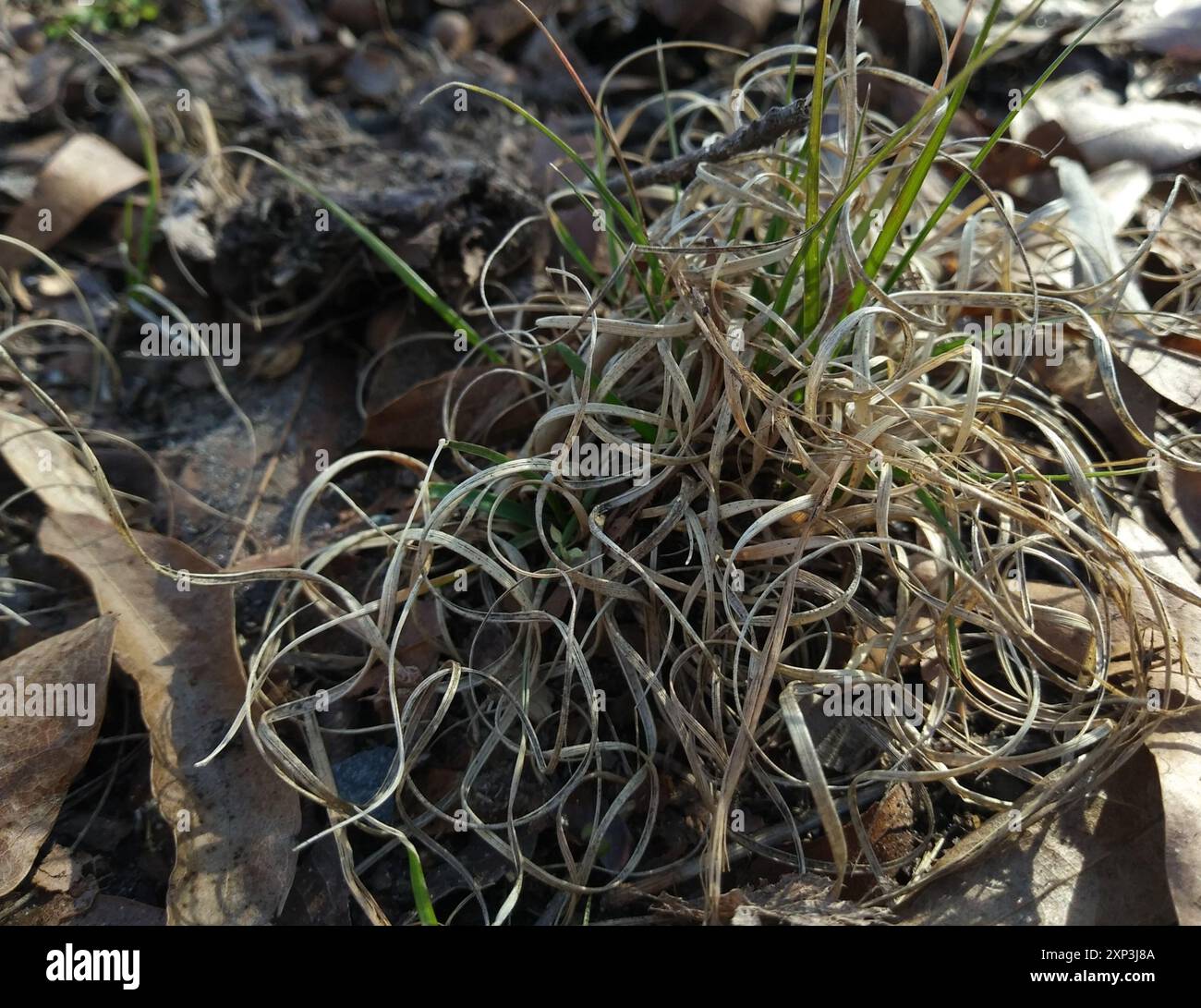Poverty oatgrass (Danthonia spicata) Plantae Stock Photo - Alamy