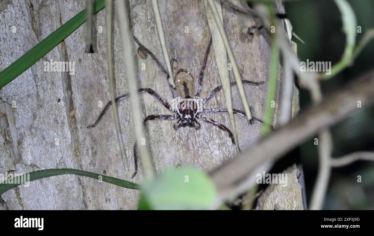 Holconia hi-res stock photography and images - Alamy