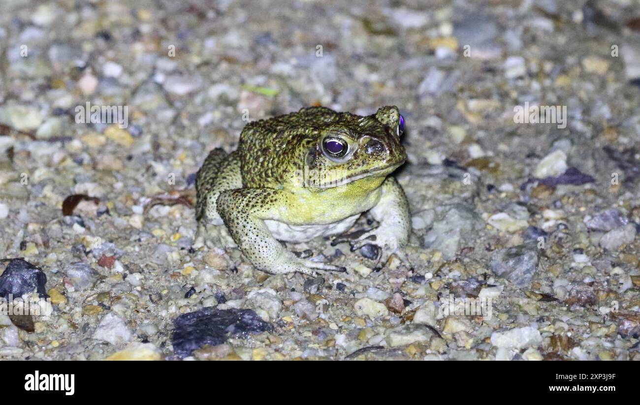 Cane Toad (Rhinella marina) Amphibia Stock Photo - Alamy