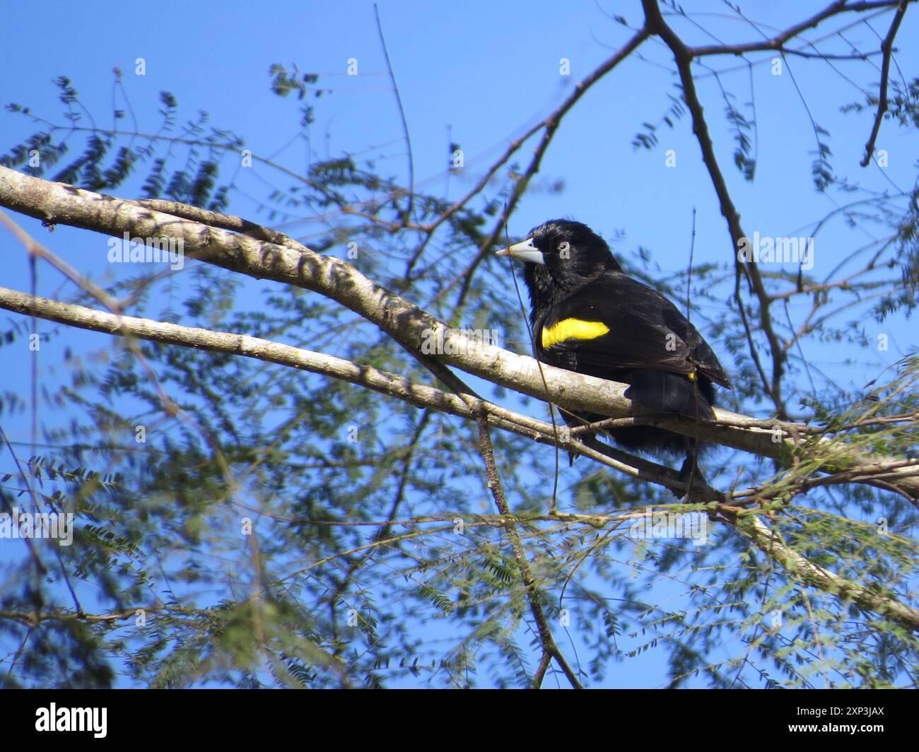 Golden-winged Cacique (Cacicus chrysopterus) Aves Stock Photo - Alamy